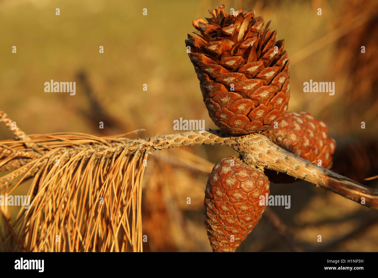 Ponderosa pine seed hi-res stock photography and images - Alamy