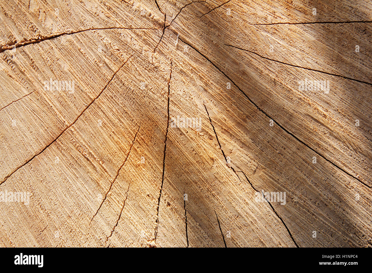 Tree stump, round cut with annual rings Stock Photo - Alamy