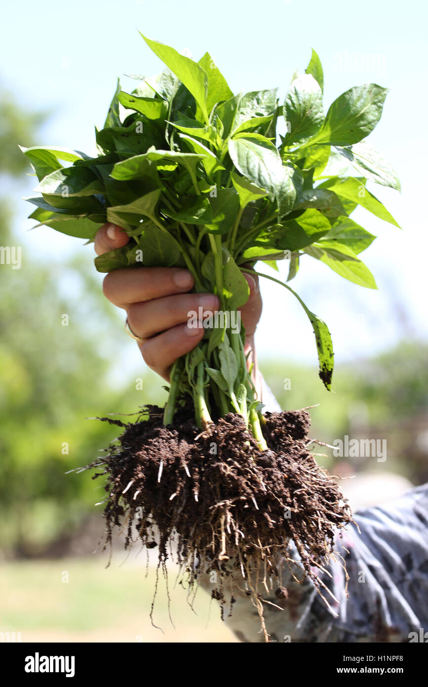 Human hands and young plant Stock Photo - Alamy