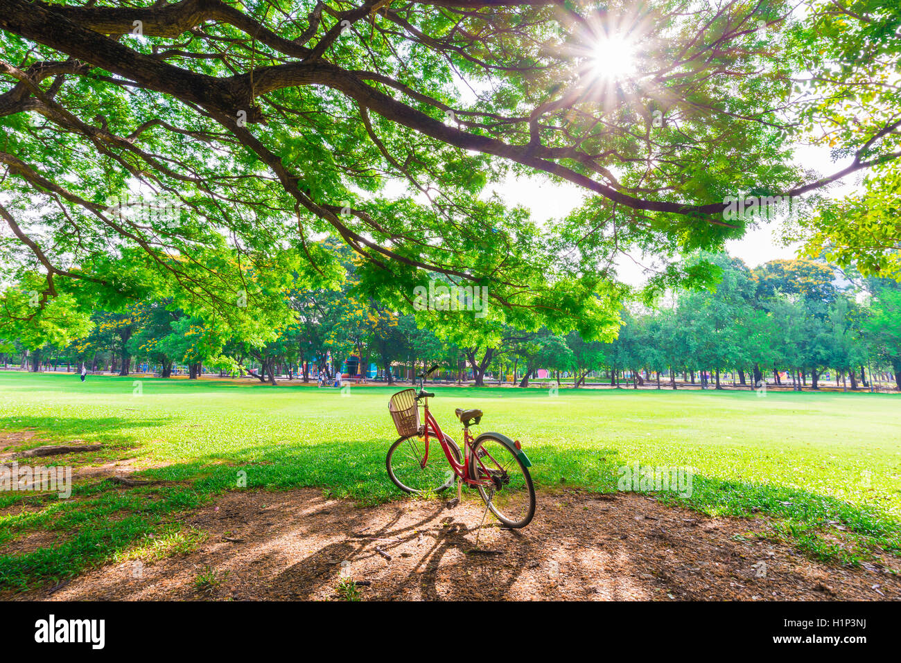 Red bicycle on green grass under big tree with sun light Stock Photo ...
