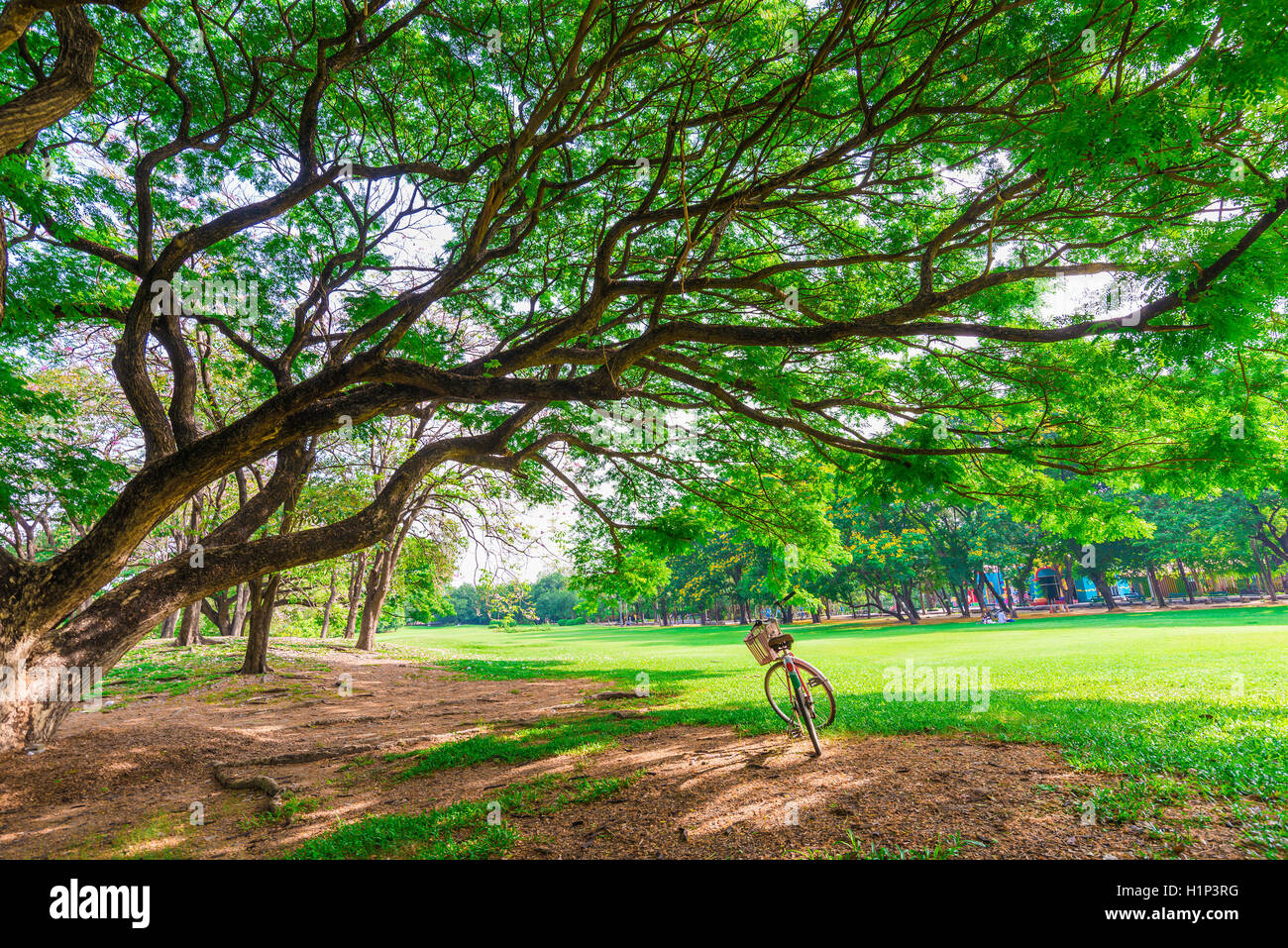 Red bicycle on green grass under Big tree Stock Photo - Alamy