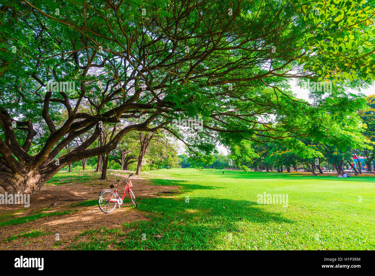 Red bicycle in park under Big tree Stock Photo - Alamy