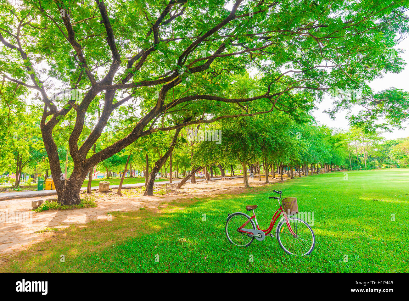Red bicycle in park under Big tree Stock Photo - Alamy