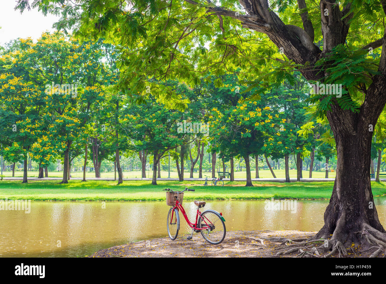 Red bicycle in park under Big tree Stock Photo - Alamy