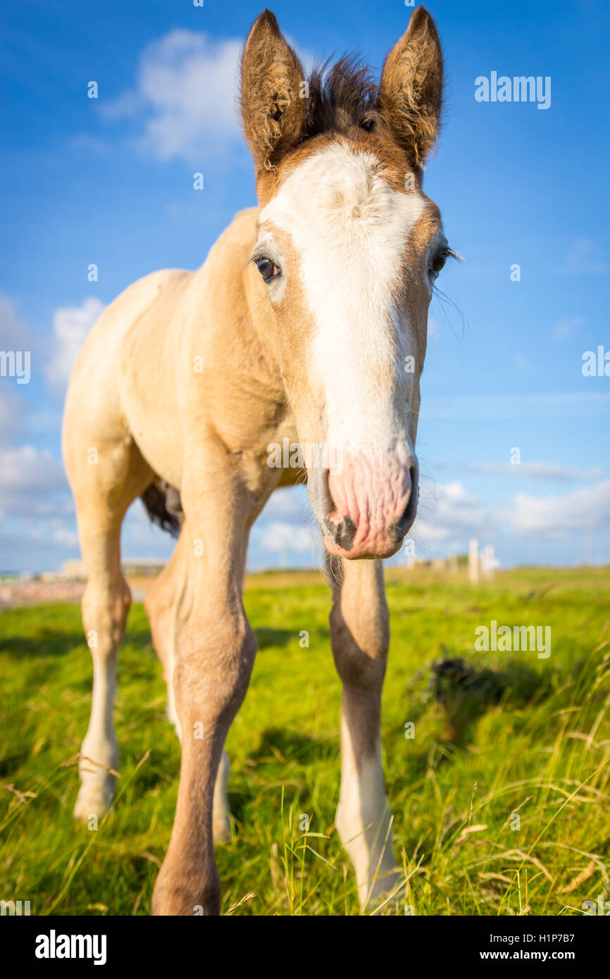 Little foal gets a close look at the camera Stock Photo - Alamy