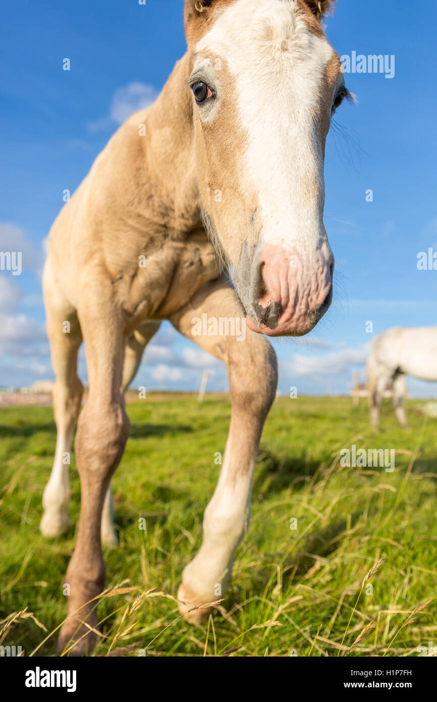 Little foal gets a close look at the camera Stock Photo - Alamy
