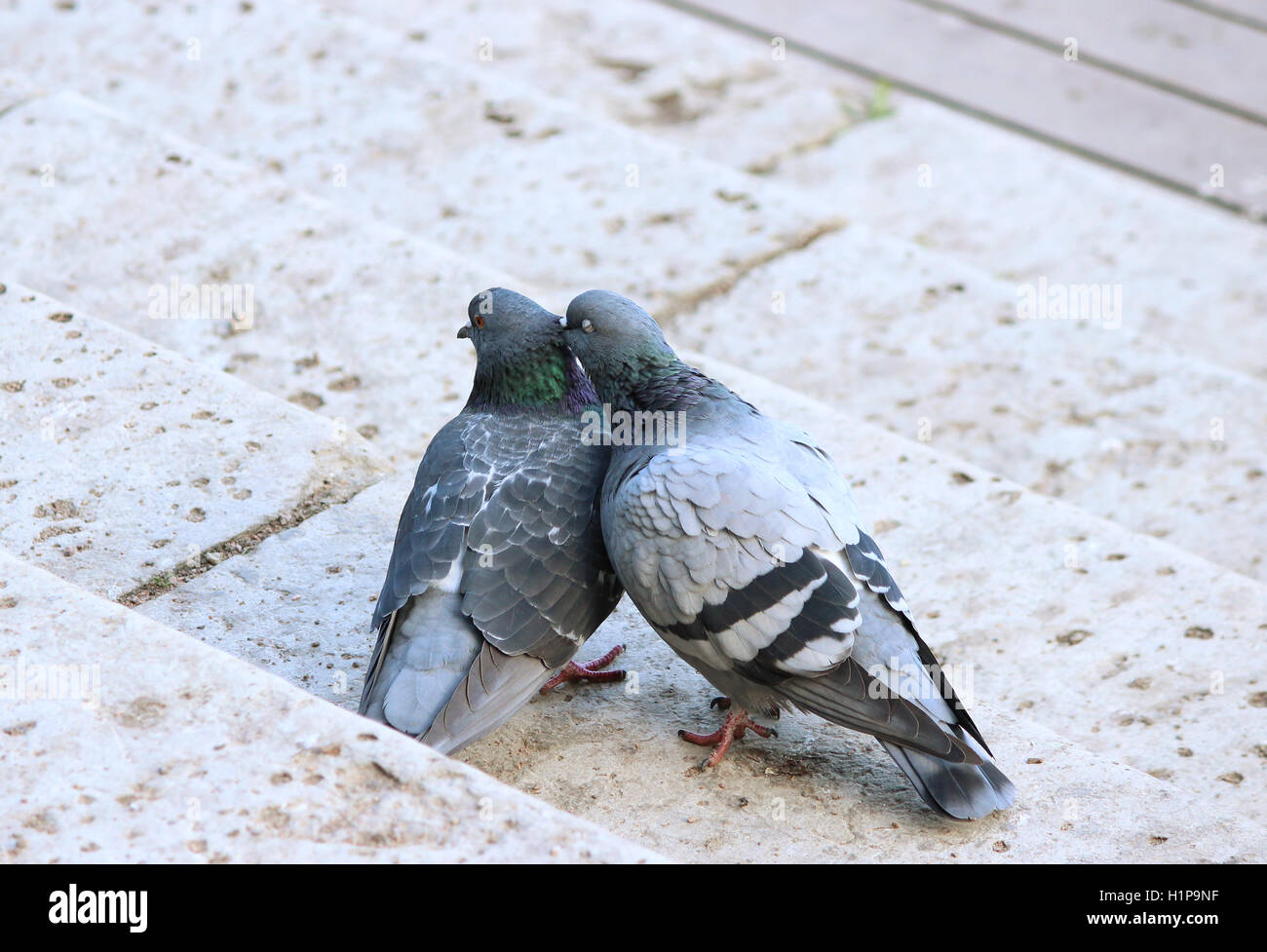 a couple of doves are sleeping in loving Stock Photo - Alamy