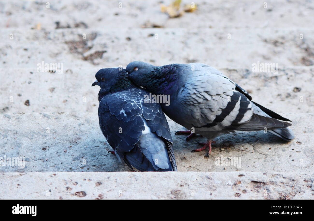 a couple of doves are sleeping in loving Stock Photo - Alamy