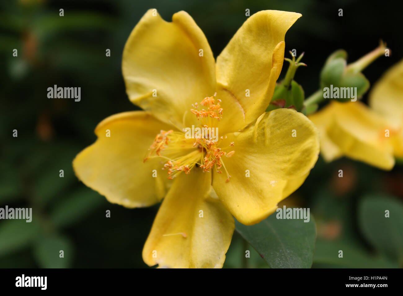 Yellow Buttercup open flower Stock Photo - Alamy