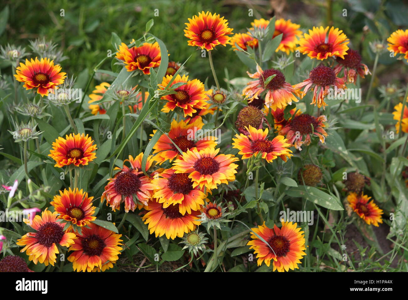 Gaillardia hi-res stock photography and images - Alamy