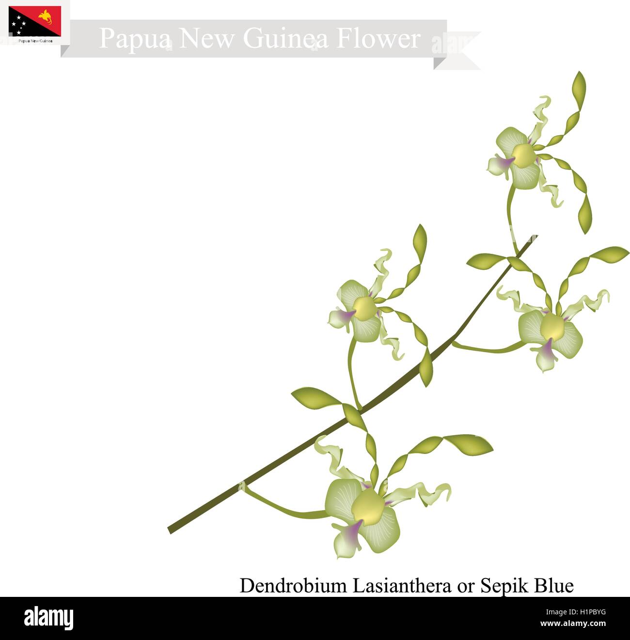 Papua New Guinea Flower, Illustration of Dendrobium Lasianthera or ...