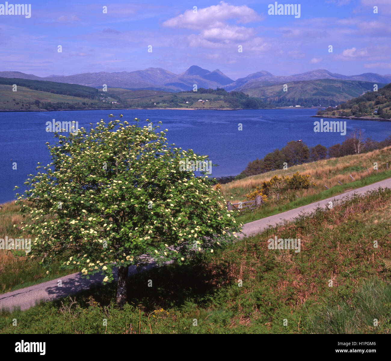 Loch Sunart, Ardgour, West Highlands Stock Photo - Alamy