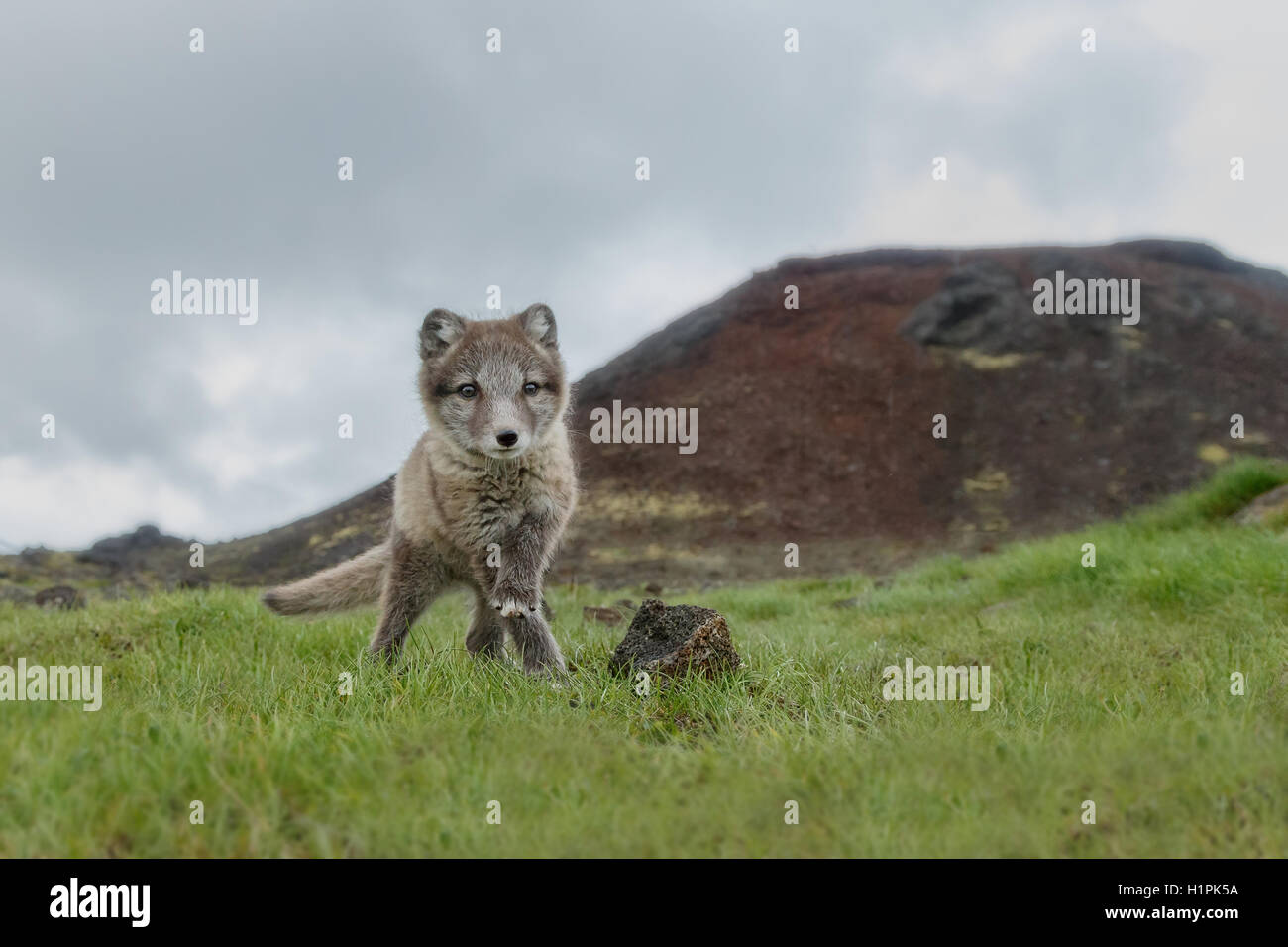 Playful Arctic fox cub Stock Photo - Alamy