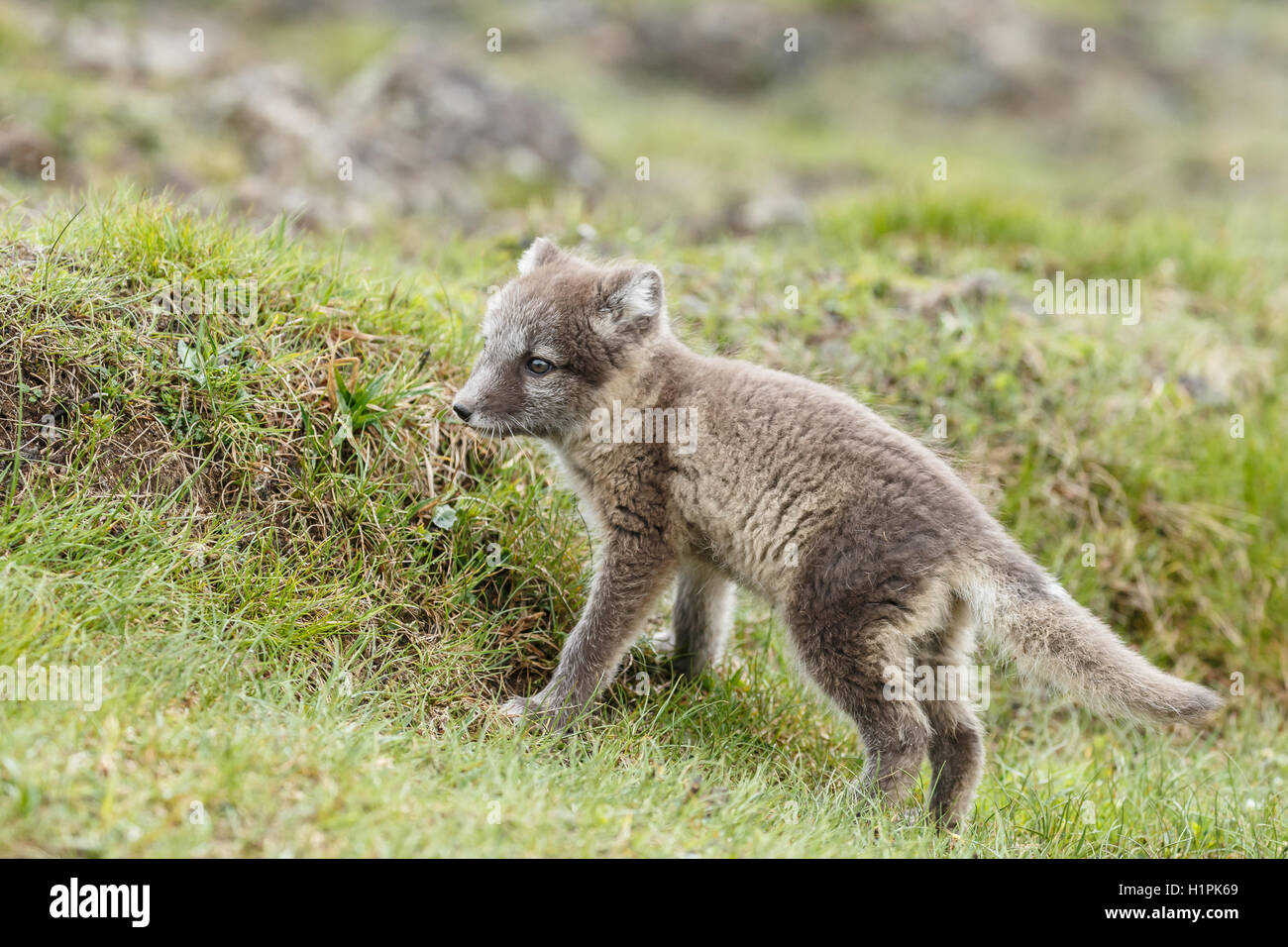 Playful Arctic fox cub Stock Photo - Alamy