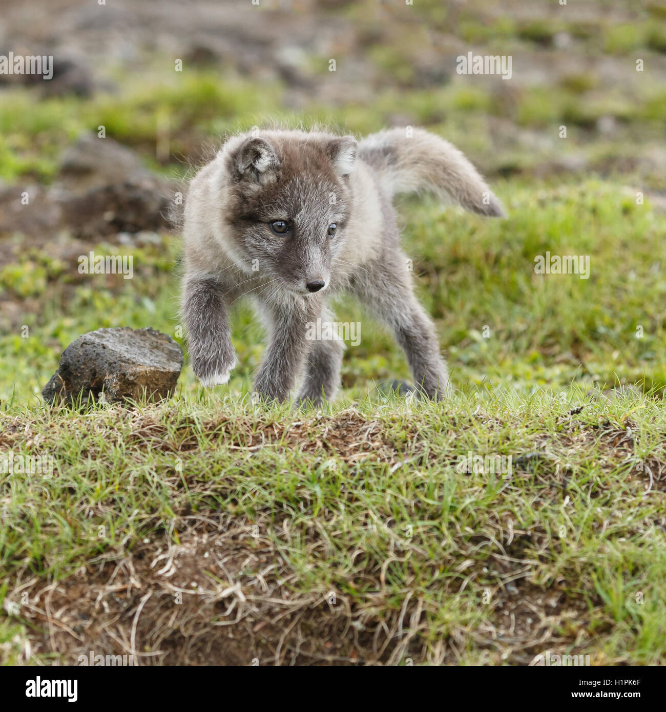 Playful Arctic fox cub Stock Photo - Alamy