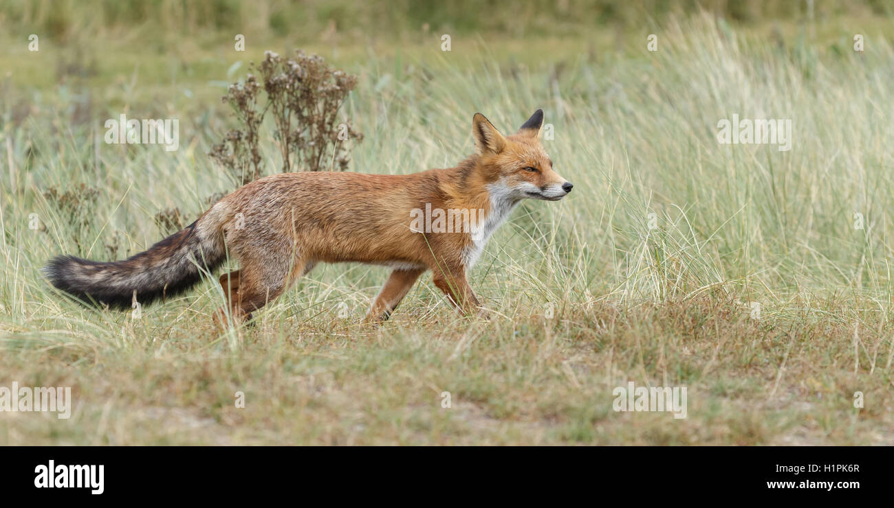 Fox side view animal hi-res stock photography and images - Alamy