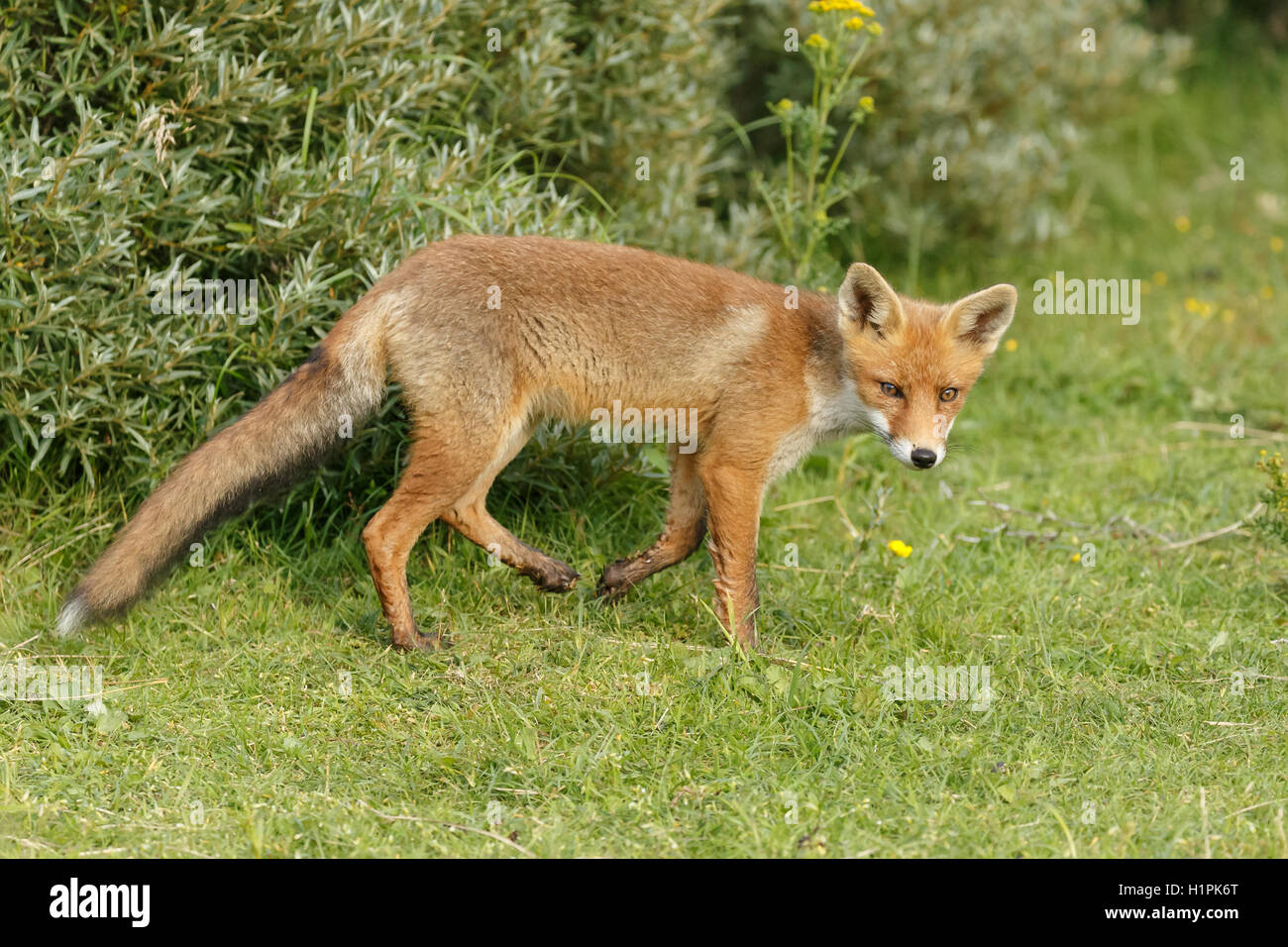 Sierra nevada red fox hi-res stock photography and images - Alamy