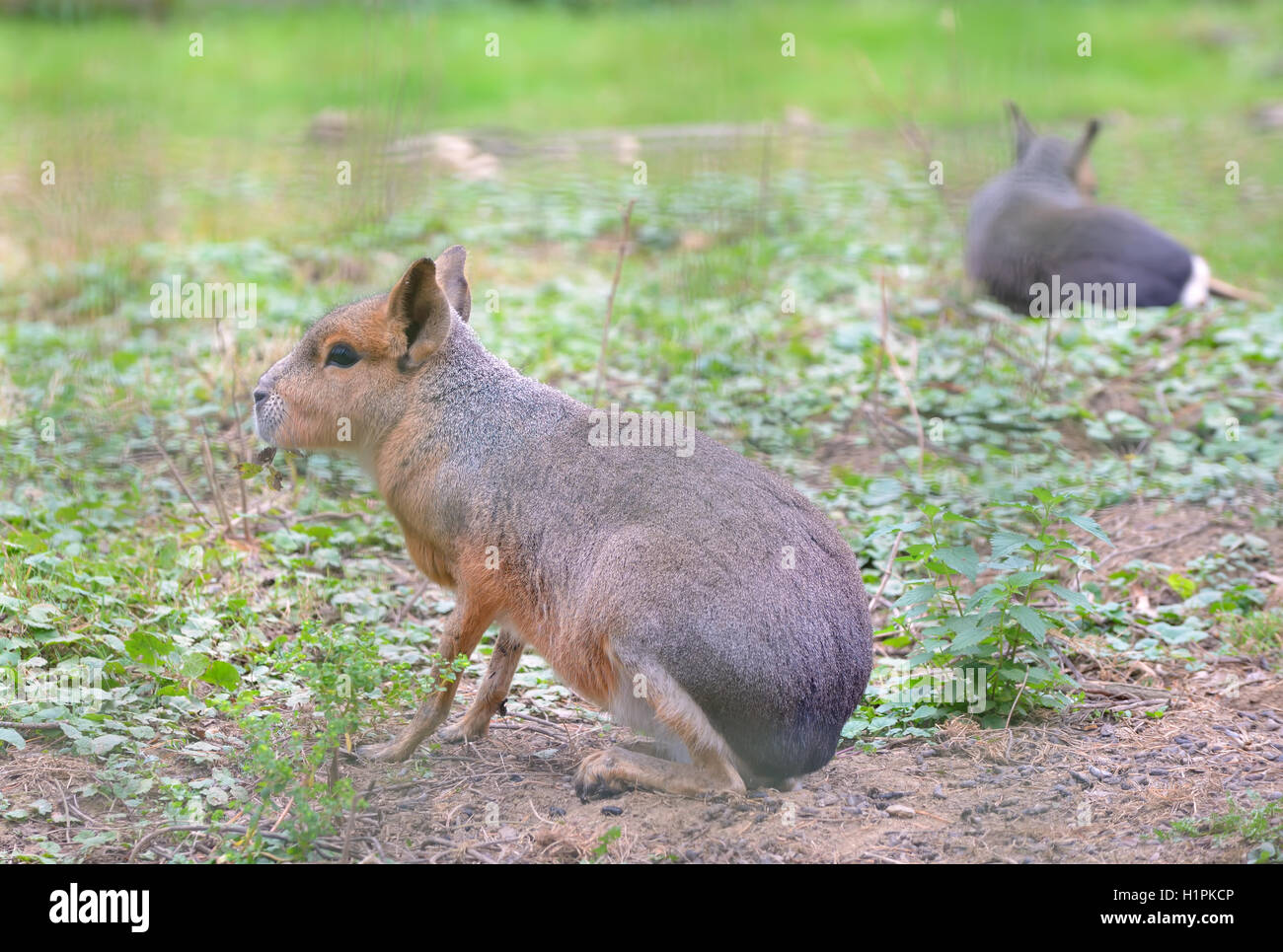 Rabbit patagonia hi-res stock photography and images - Alamy
