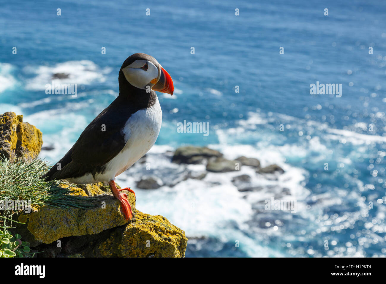 Funny puffins hi-res stock photography and images - Alamy