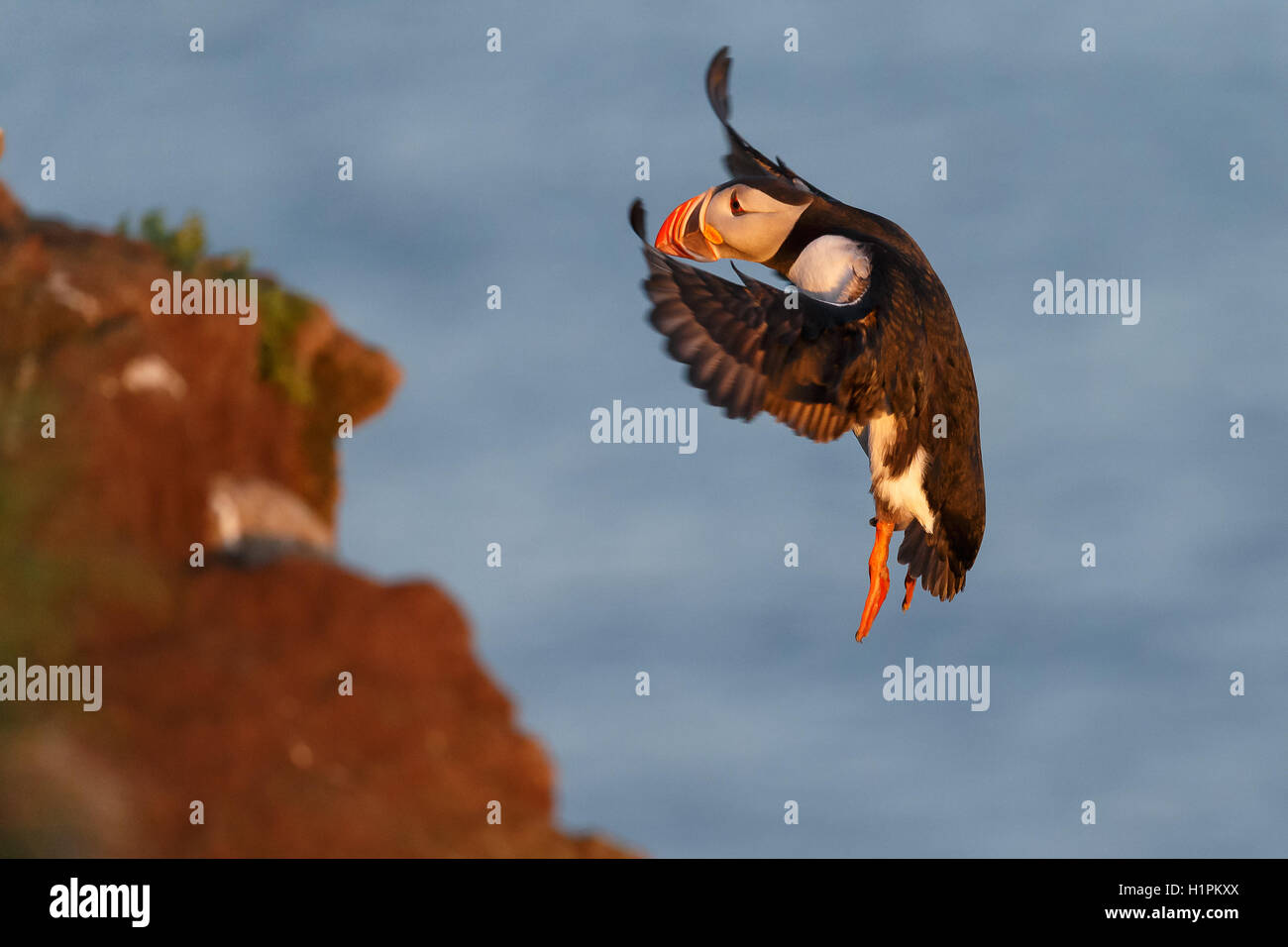 Puffin at latrabjarg Iceland during midsummer night sun Stock Photo - Alamy