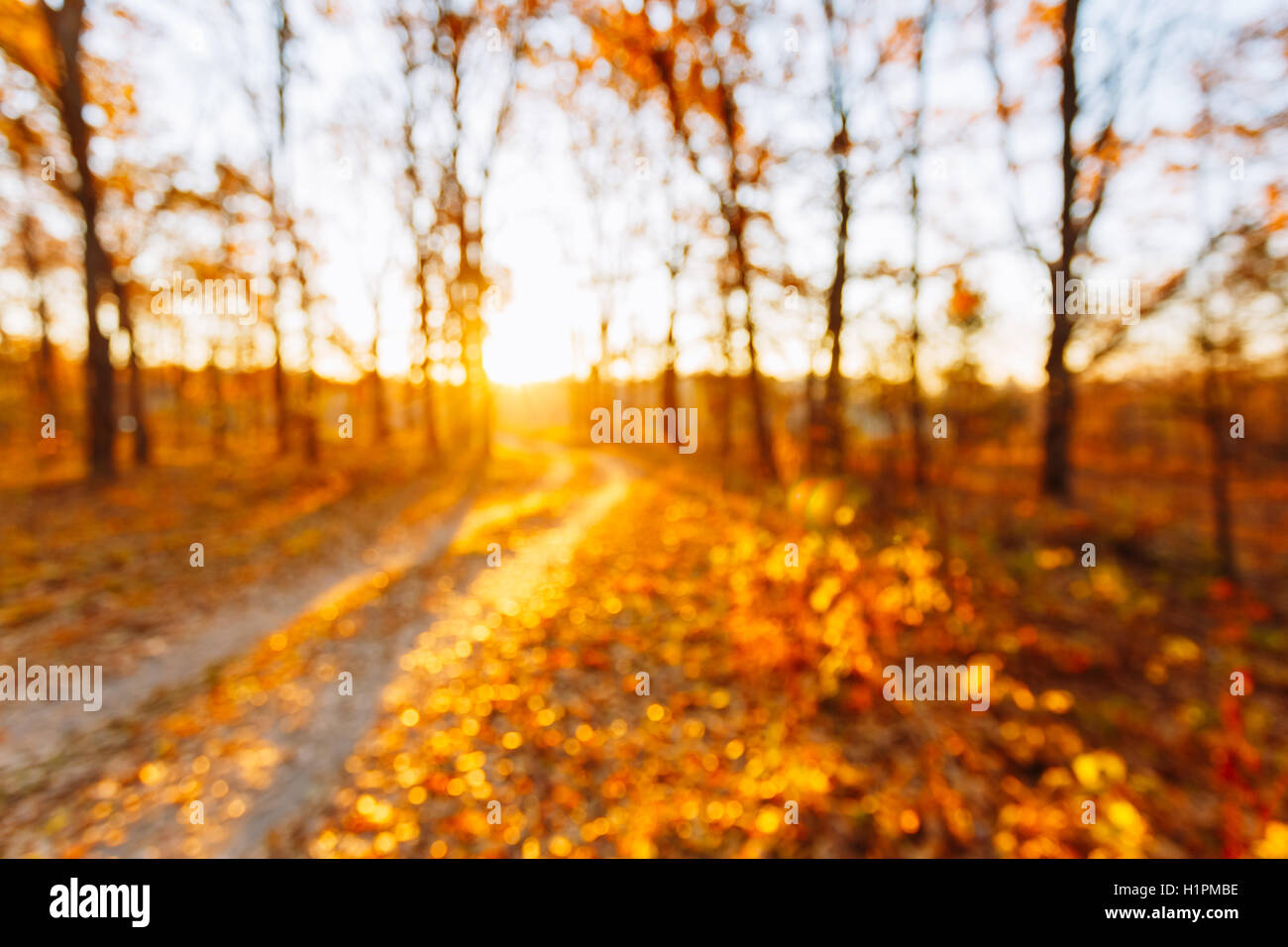 Abstract Autumn Summer Natural Blurred Forest Background. Bokeh, Boke Woods With Sunlight, Red ...
