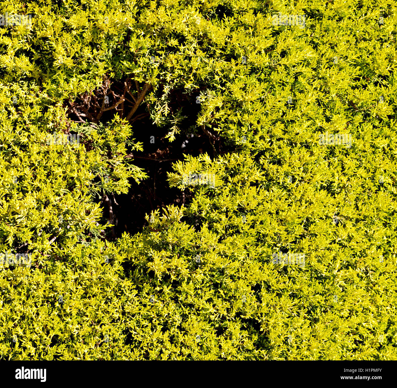 and grass plant in iran the green garden Stock Photo - Alamy