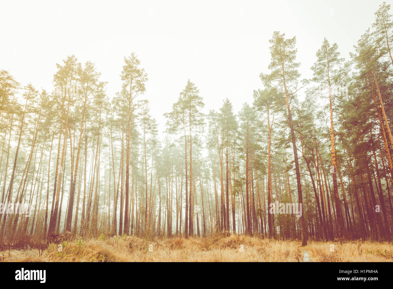 Faded forest hi-res stock photography and images - Alamy