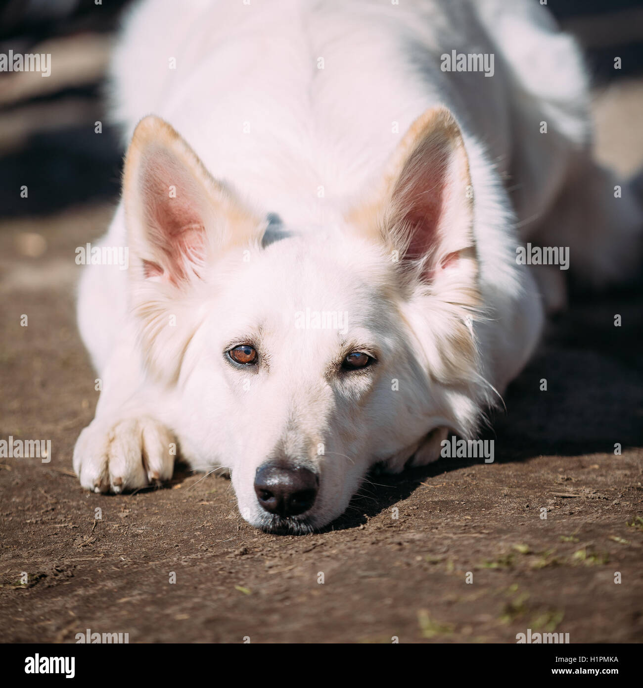 White swiss shepherd dog berger hi-res stock photography and images - Alamy