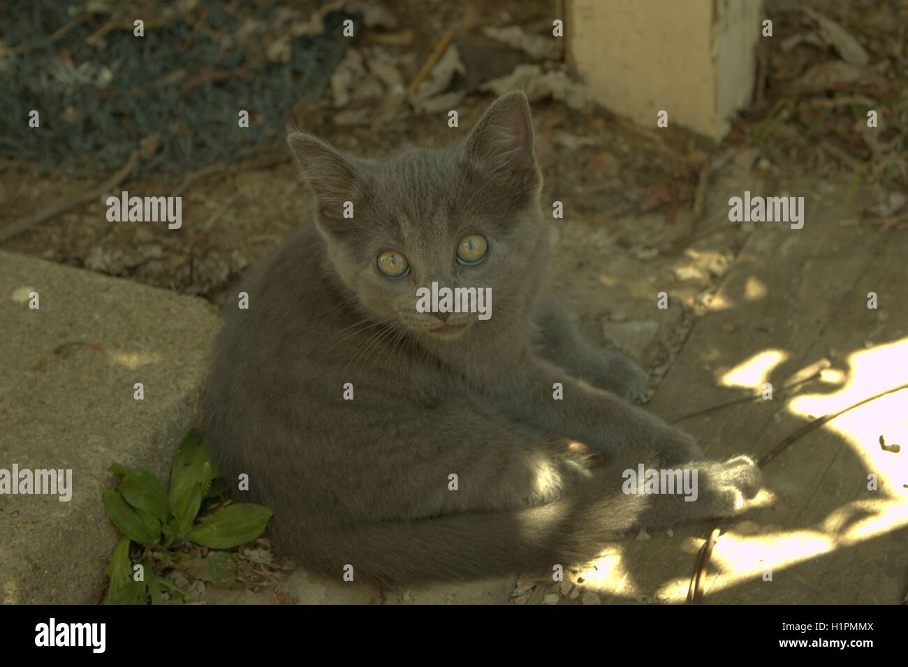 Stray Grey Kitten Cleaning Herself Stock Photo - Alamy