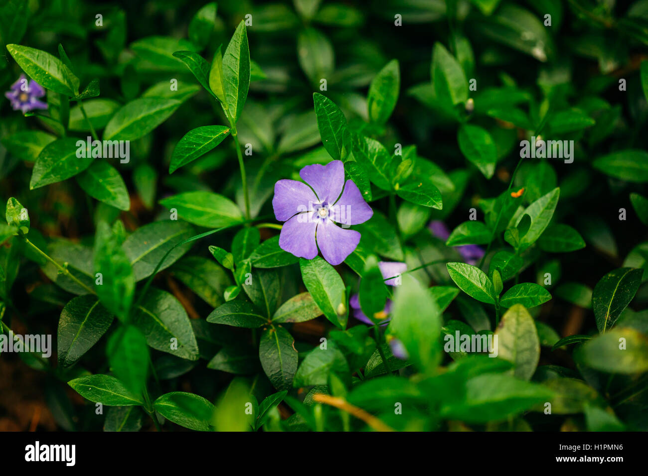 Five petal flower hi-res stock photography and images - Alamy
