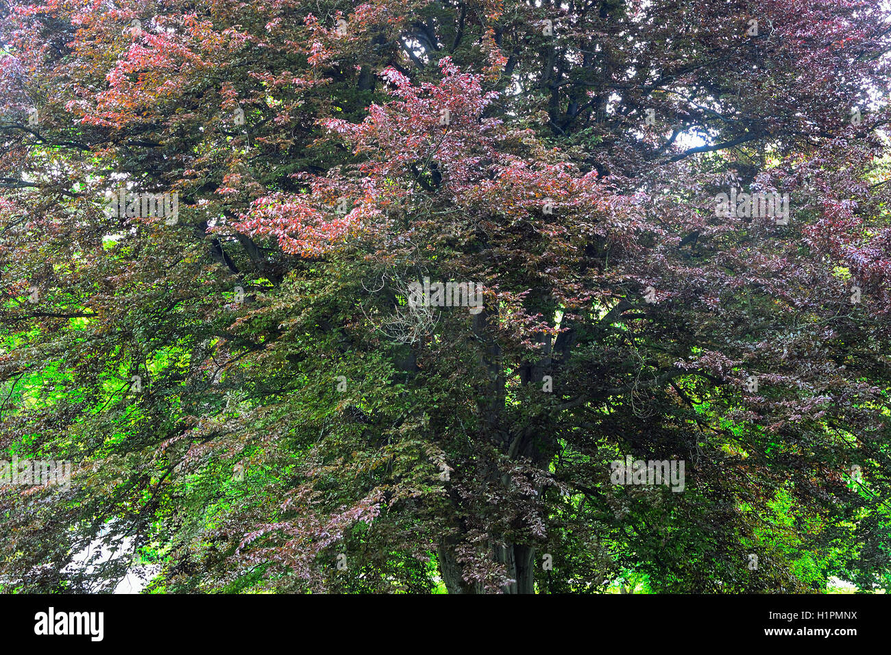 Purple beech tree hi-res stock photography and images - Alamy