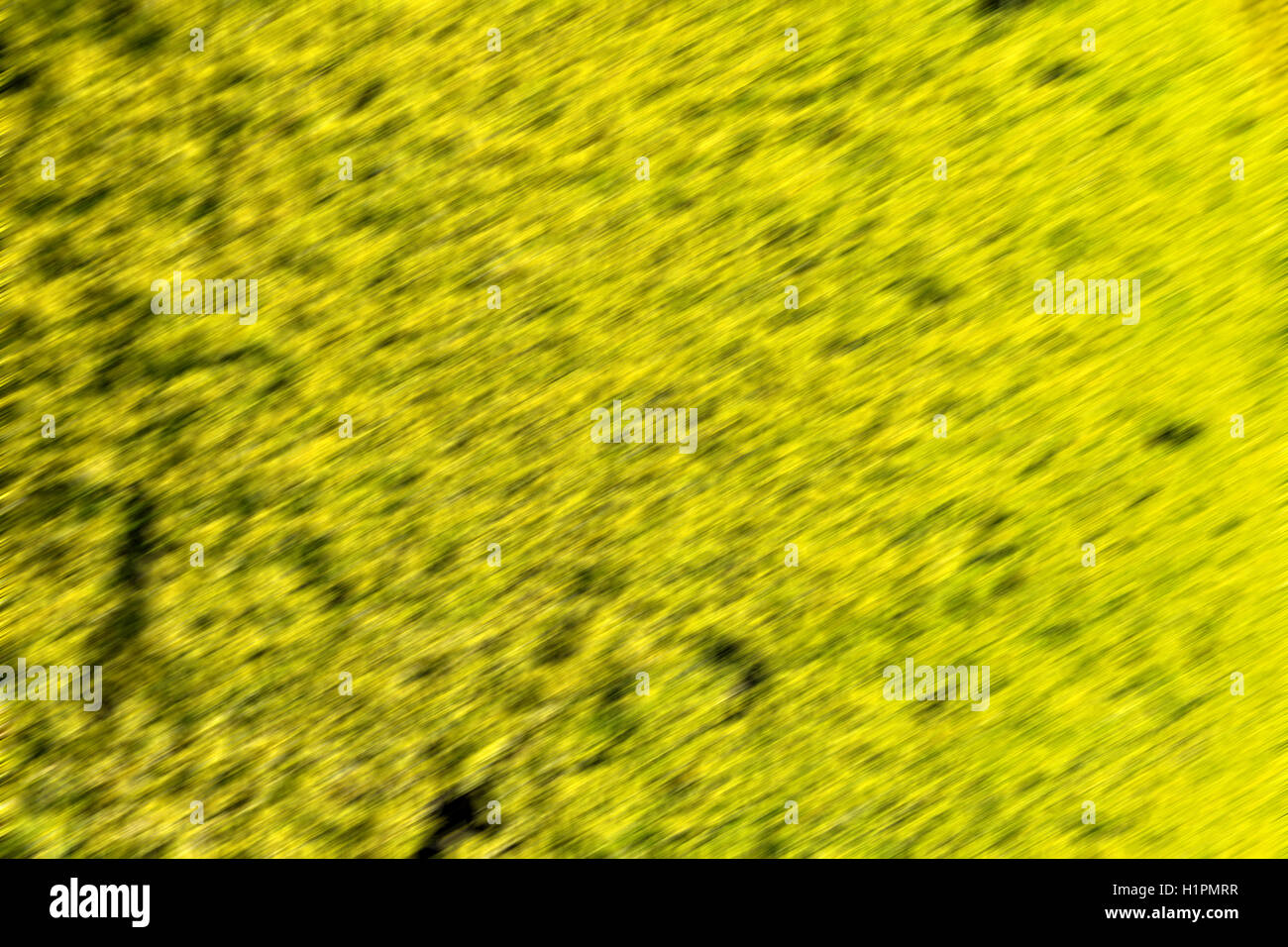and grass plant in iran the green garden Stock Photo - Alamy