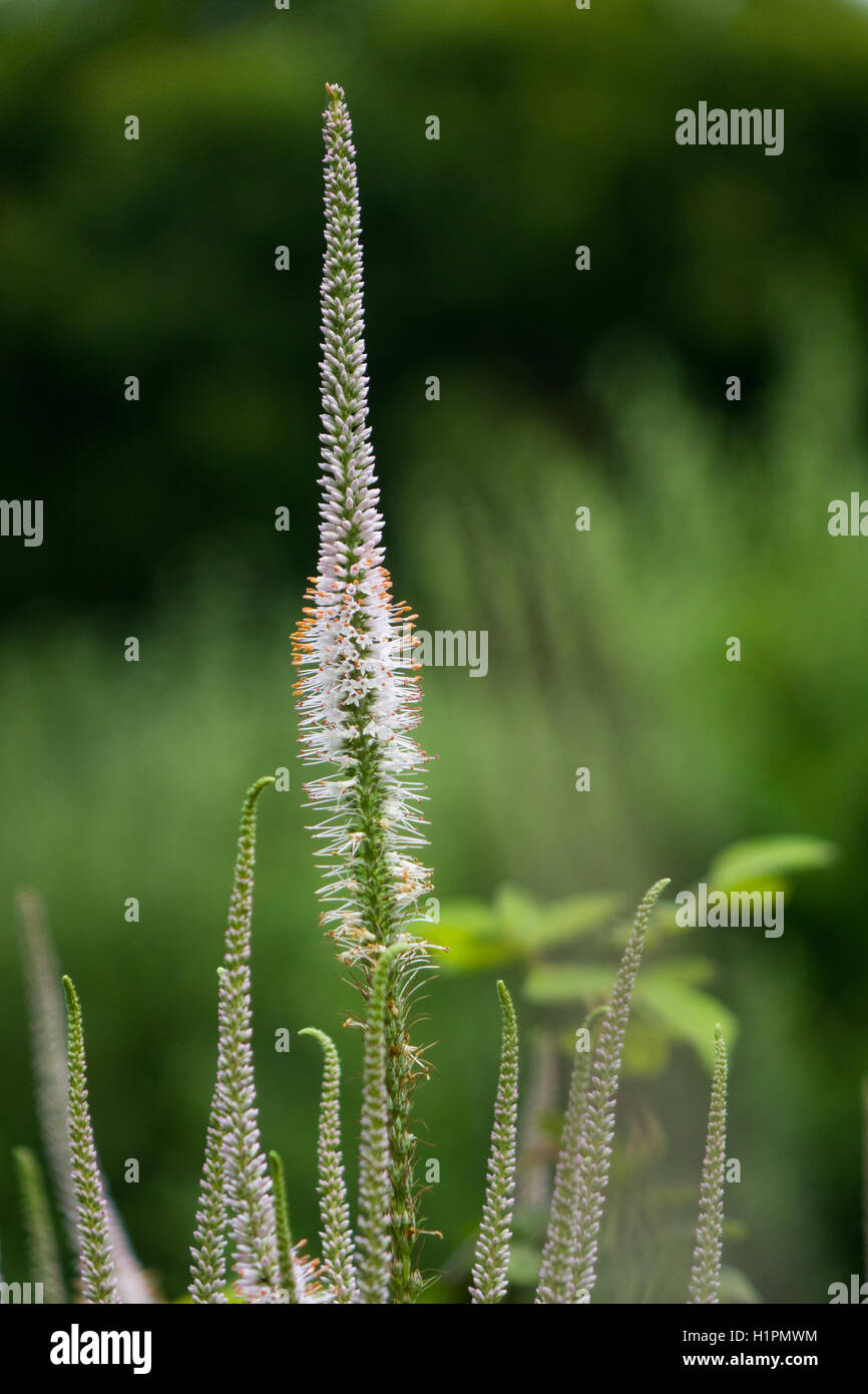 Spike of flowers hi-res stock photography and images - Alamy