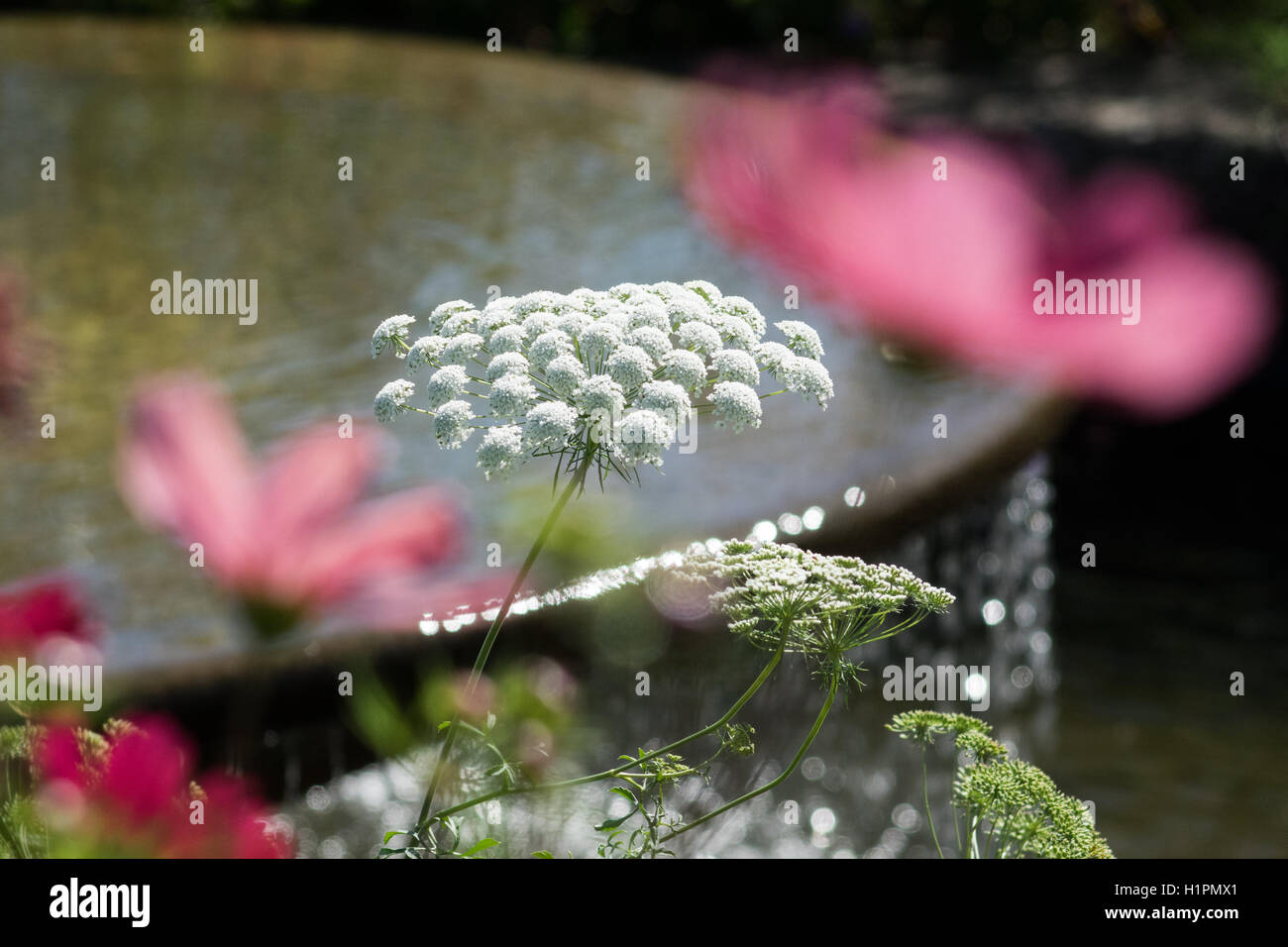 White Apiaceae Umble flowers in front of a fountain Stock Photo - Alamy