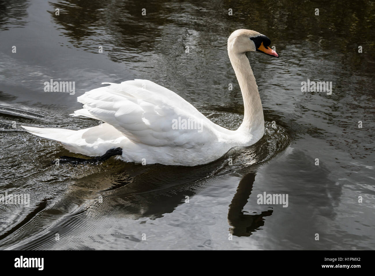 Black swan bird scotland hi-res stock photography and images - Alamy