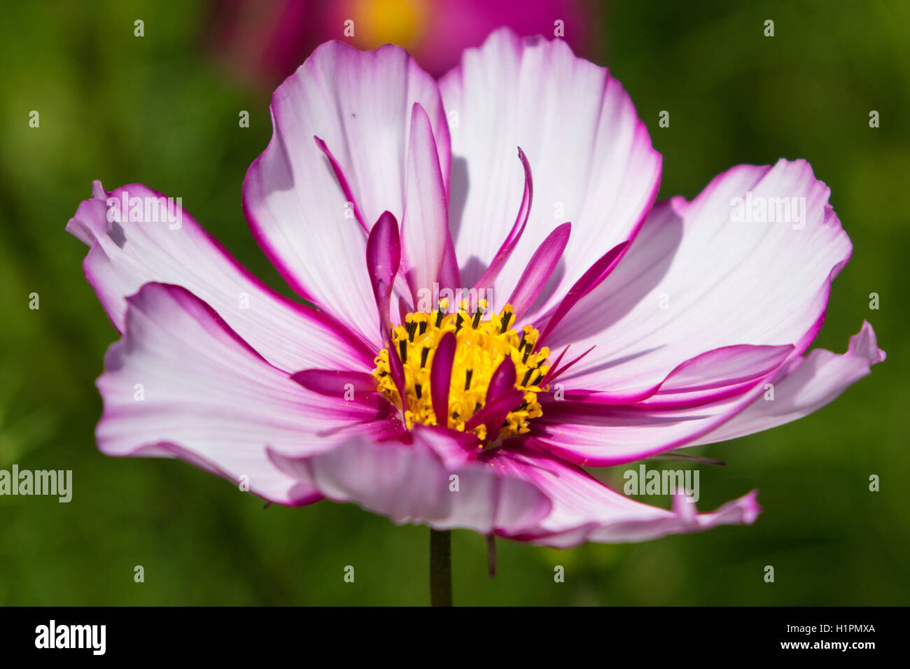 Pink cosmos flower hi-res stock photography and images - Alamy