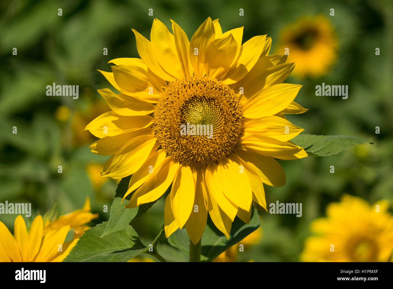 Close up of Sunflower Stock Photo - Alamy