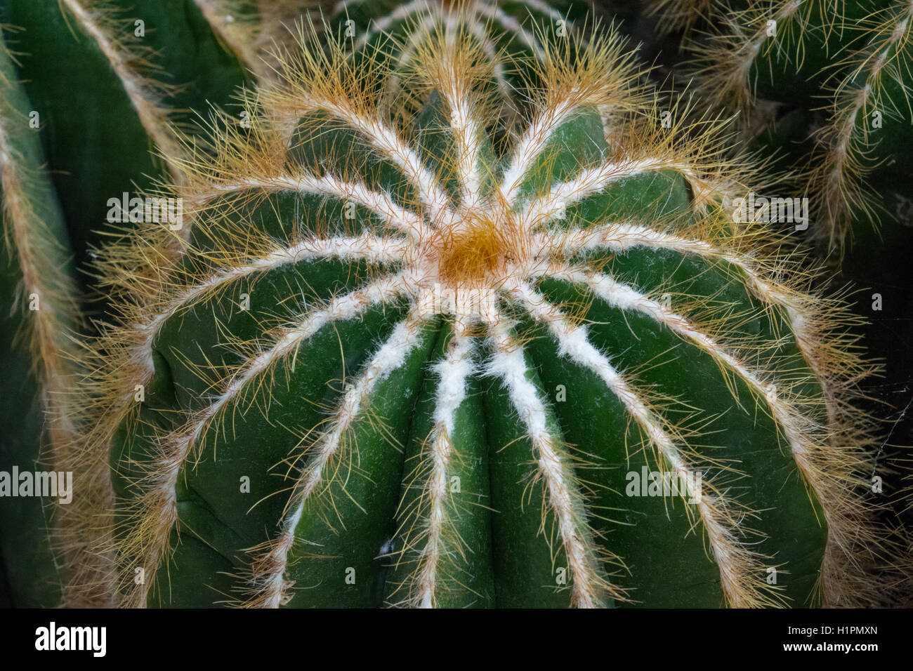 Ball Cactus close up Stock Photo - Alamy