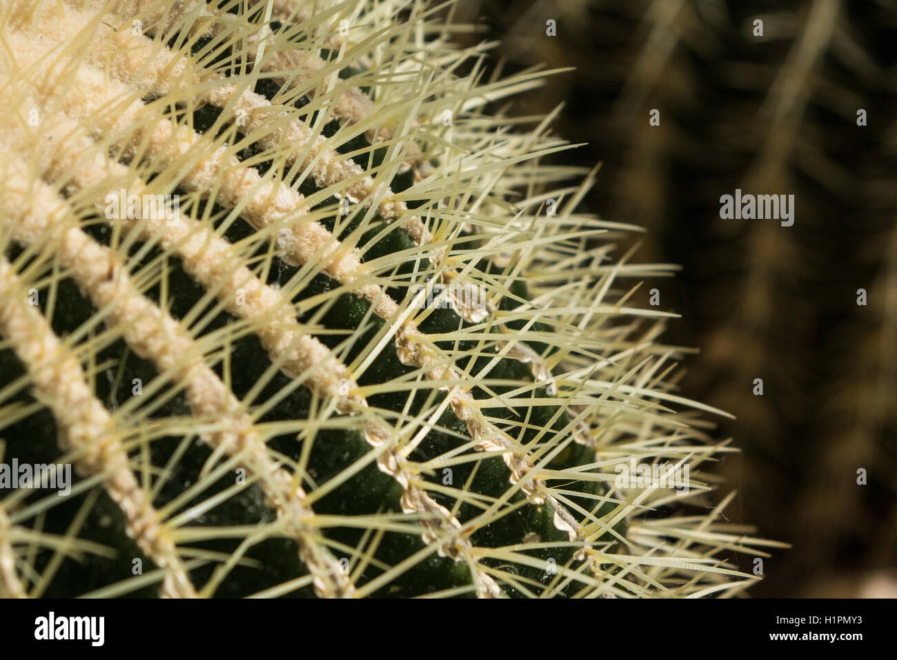 Close up of Cactus spines Stock Photo - Alamy