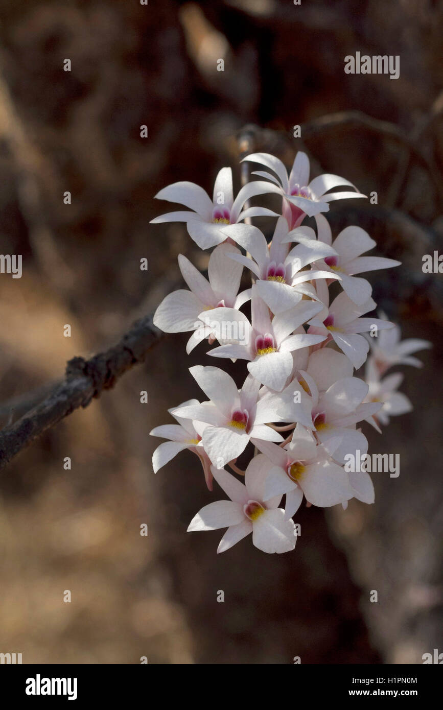 Dendrobium sp. flower in summer, Western Ghats, India Stock Photo - Alamy