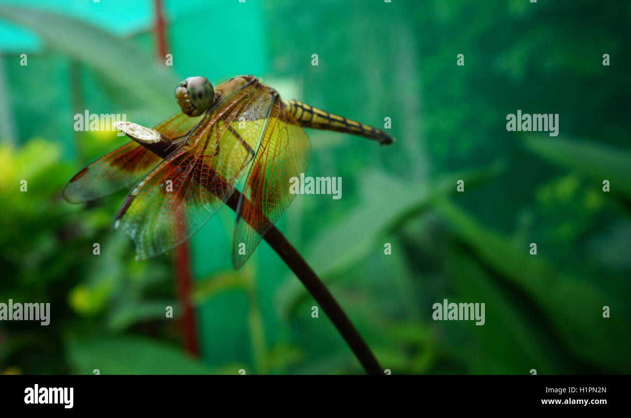 Flying stick insect hi-res stock photography and images - Alamy
