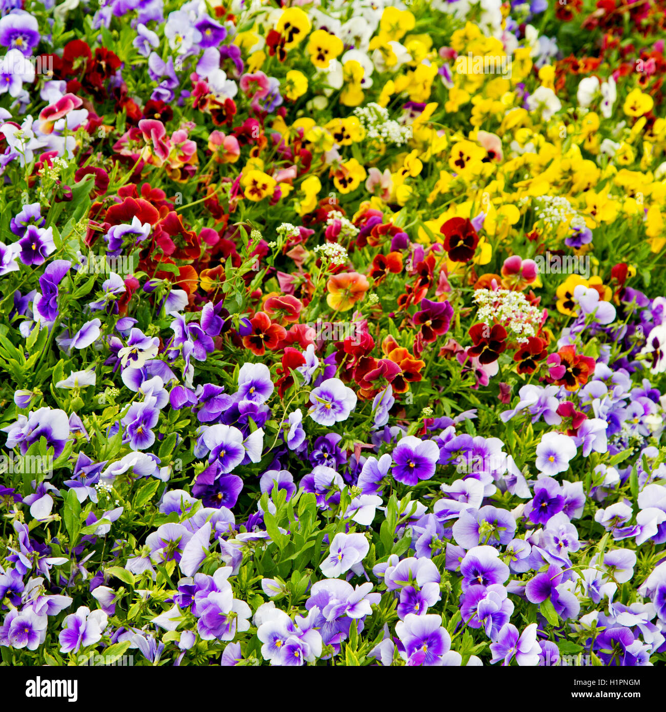 in the spring colors flowers and garden Stock Photo - Alamy