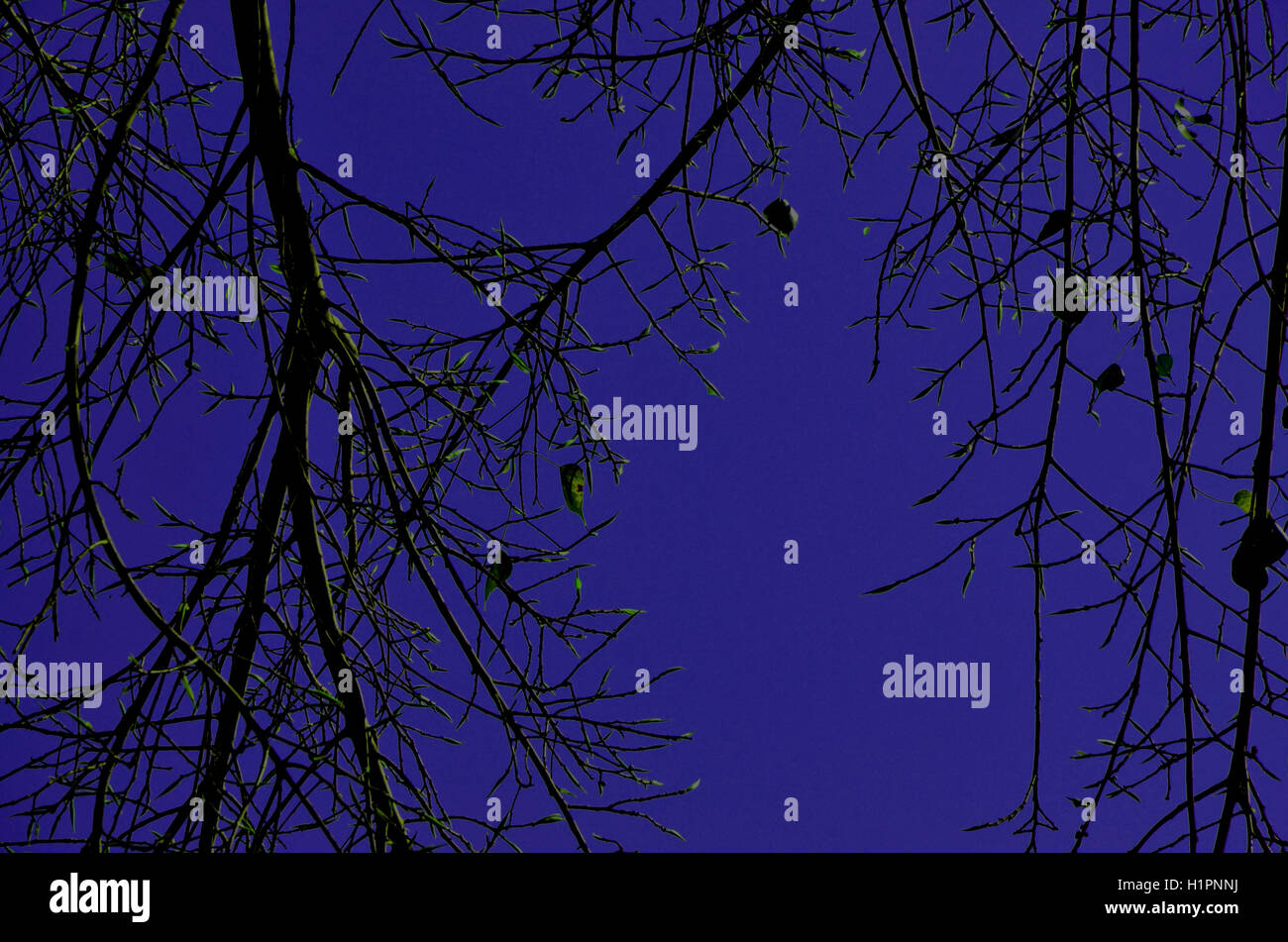 Scene tree hi-res stock photography and images - Alamy