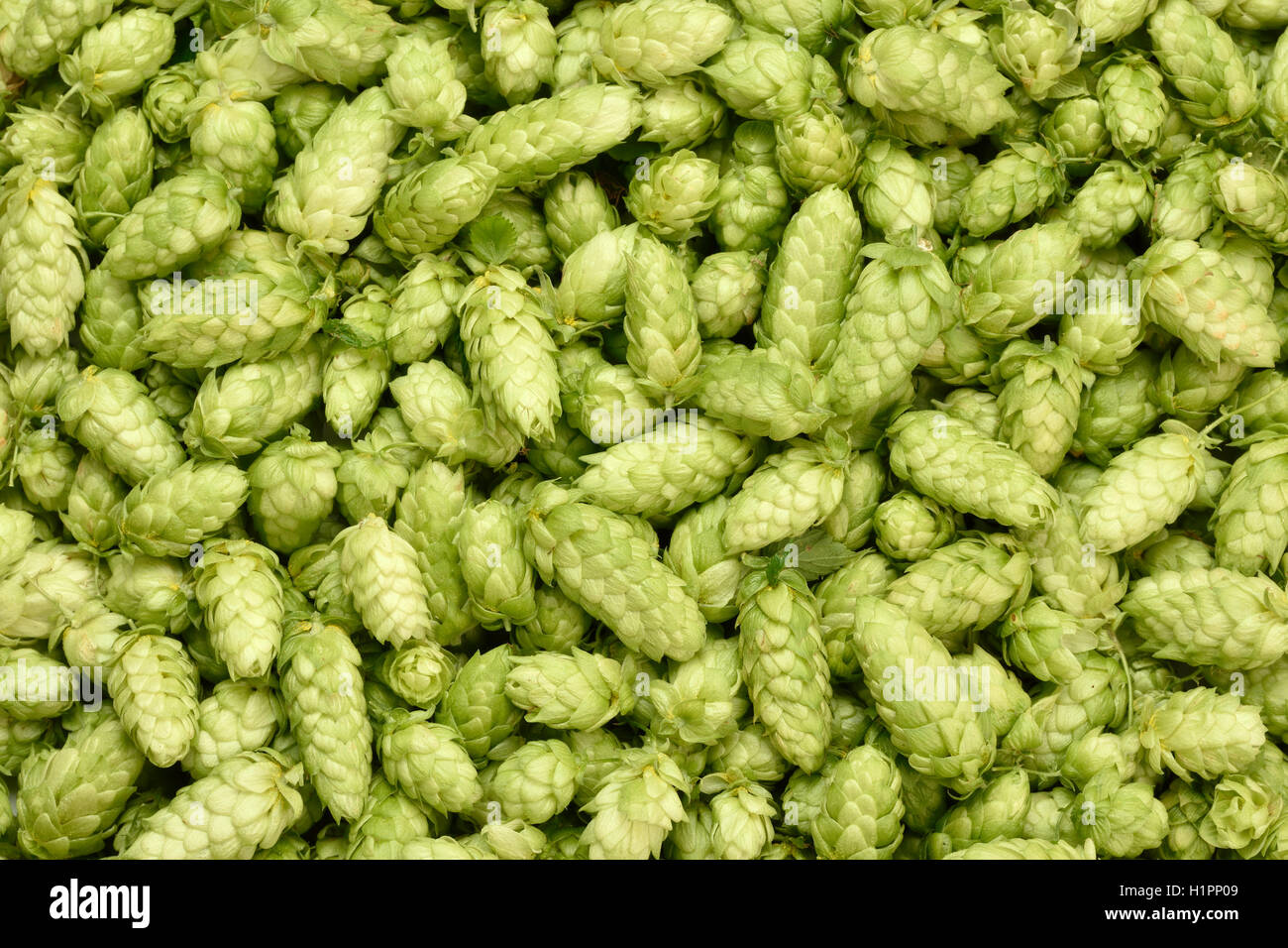 Hops (Humulus lupulus, SYBILLA) background. Fresh hoppy cones Stock ...