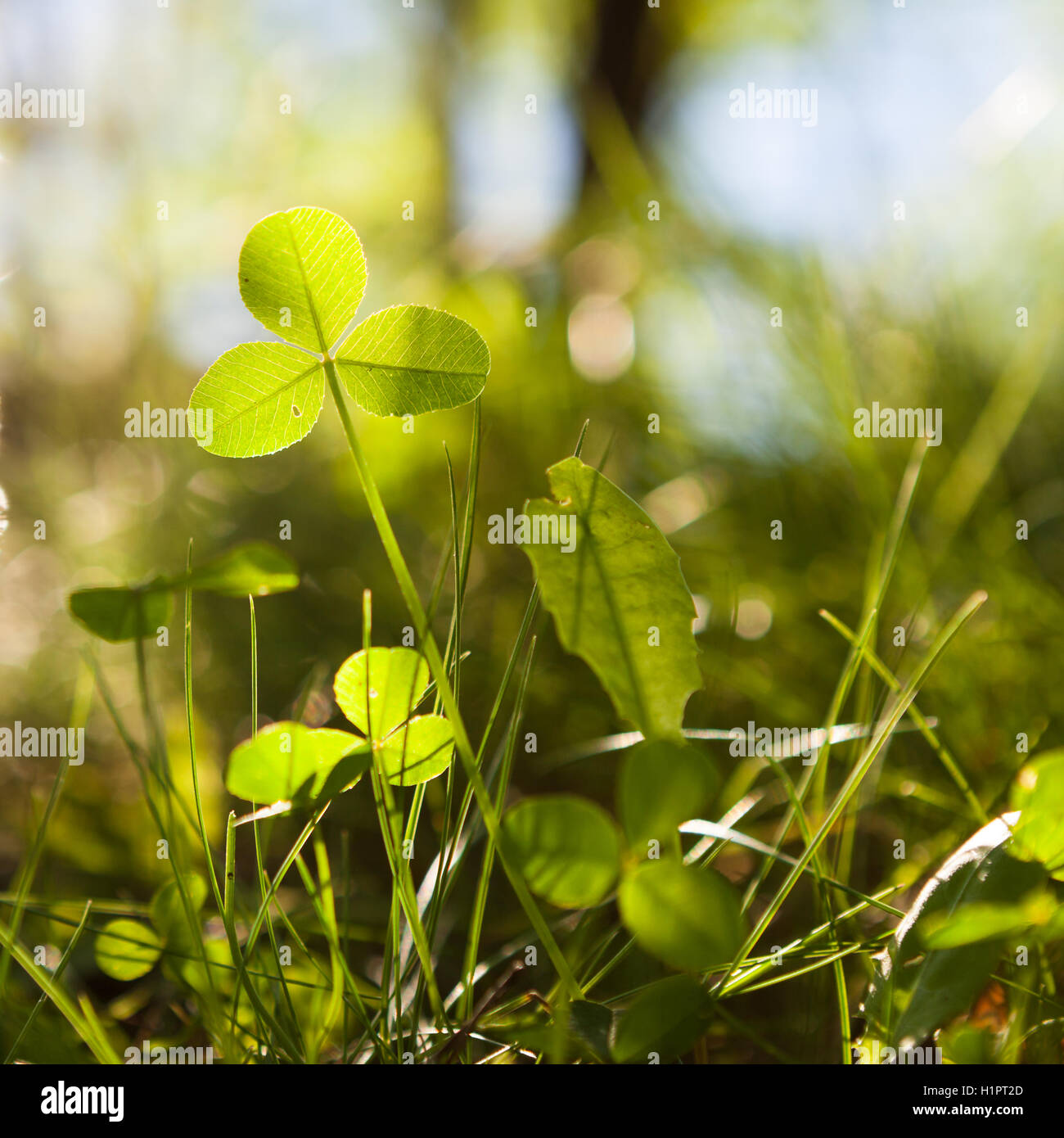 Clovers growing in nature Stock Photo - Alamy
