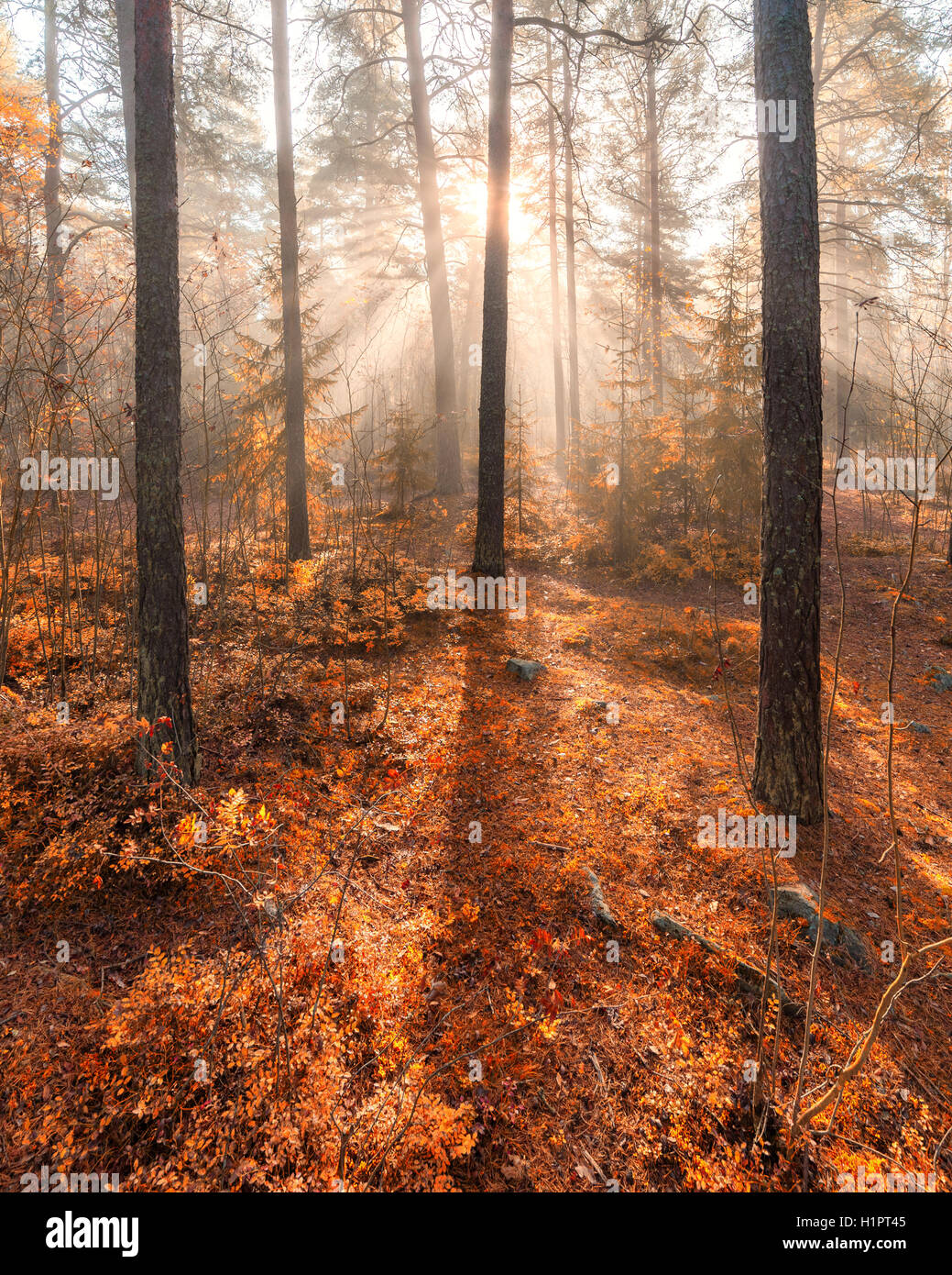 Foggy morning sun light forest Stock Photo - Alamy