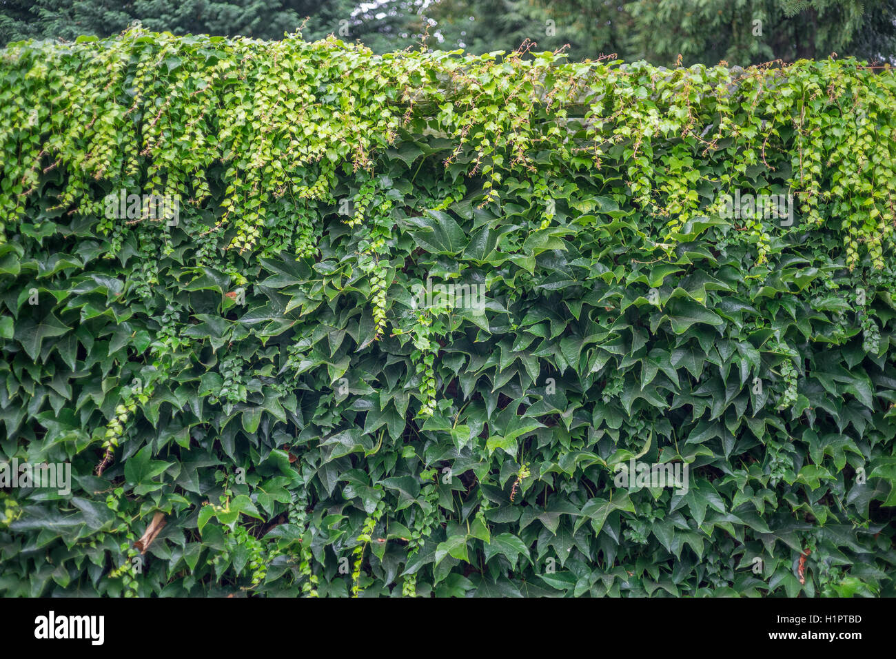 Lush virginia creeper covering wall Parthenocissus tricuspidata Stock ...