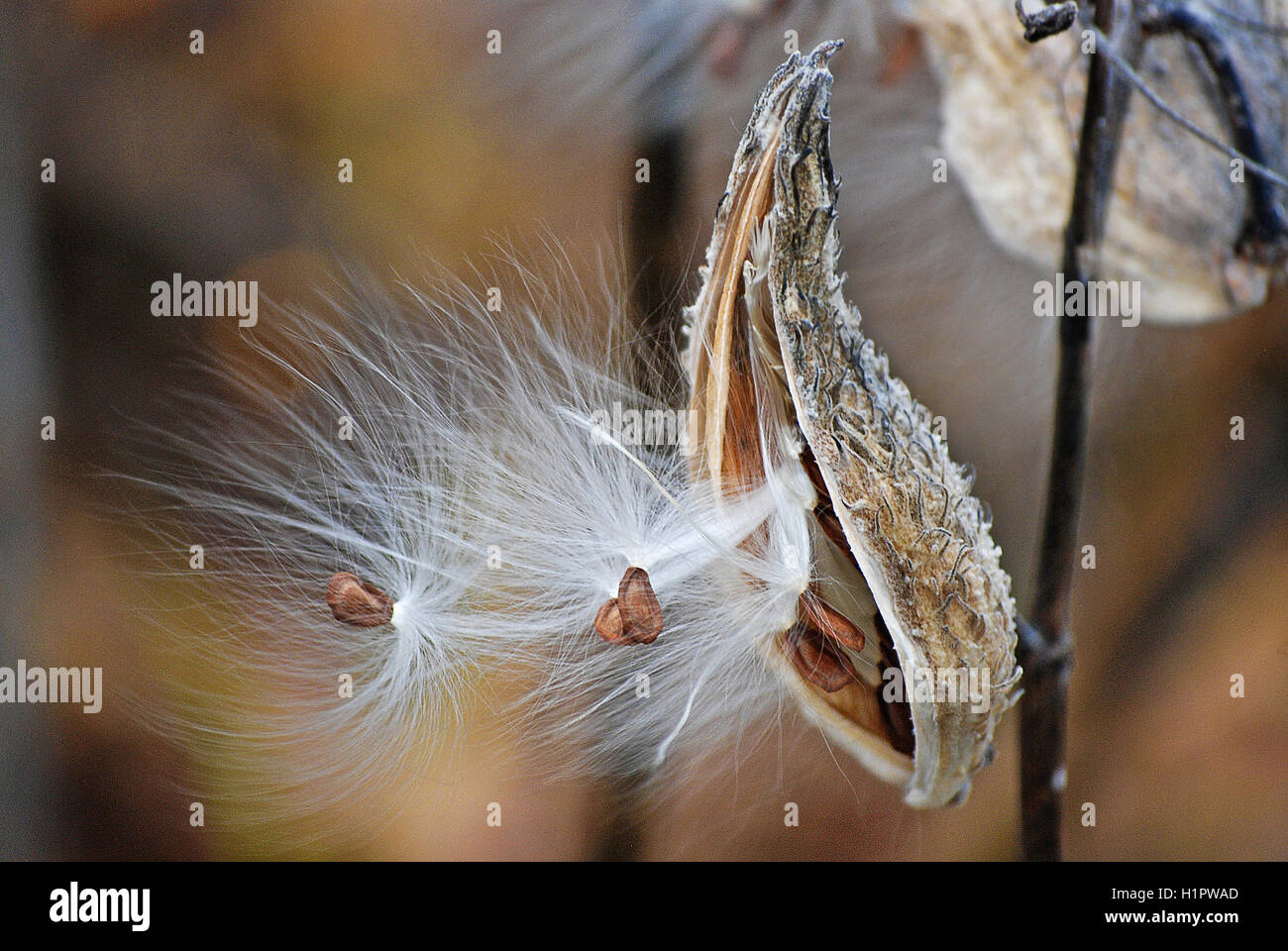 close up of milkweed with fluffy seed Stock Photo - Alamy