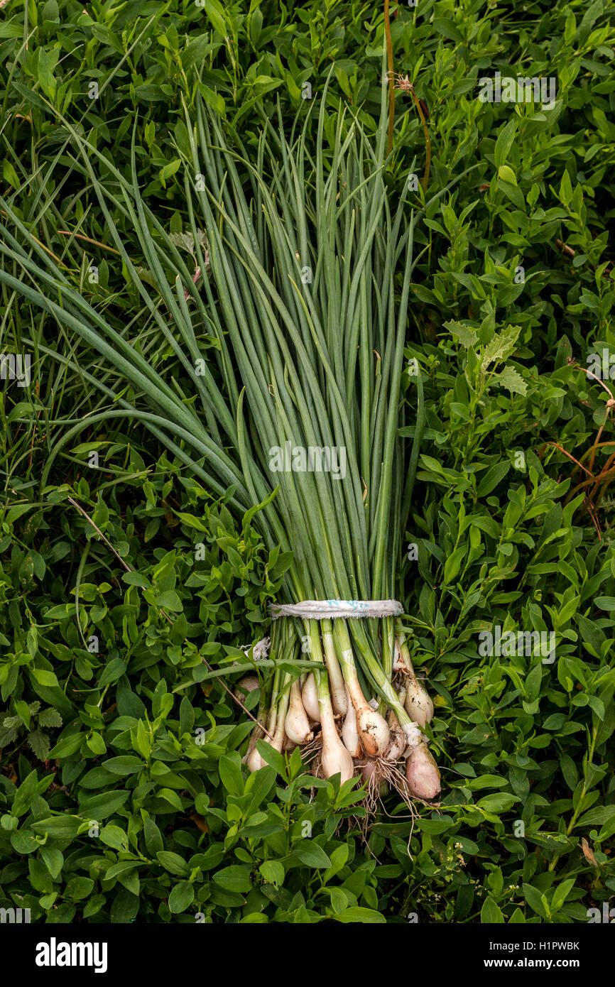 bound bunch green onions lying on green grass Stock Photo - Alamy