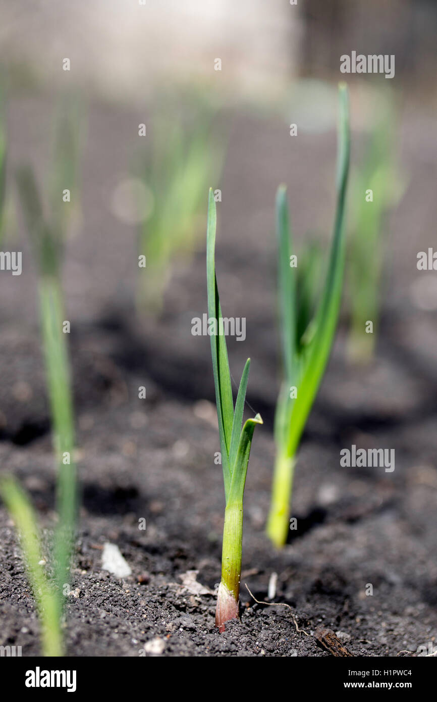 Germination garlic hi-res stock photography and images - Alamy